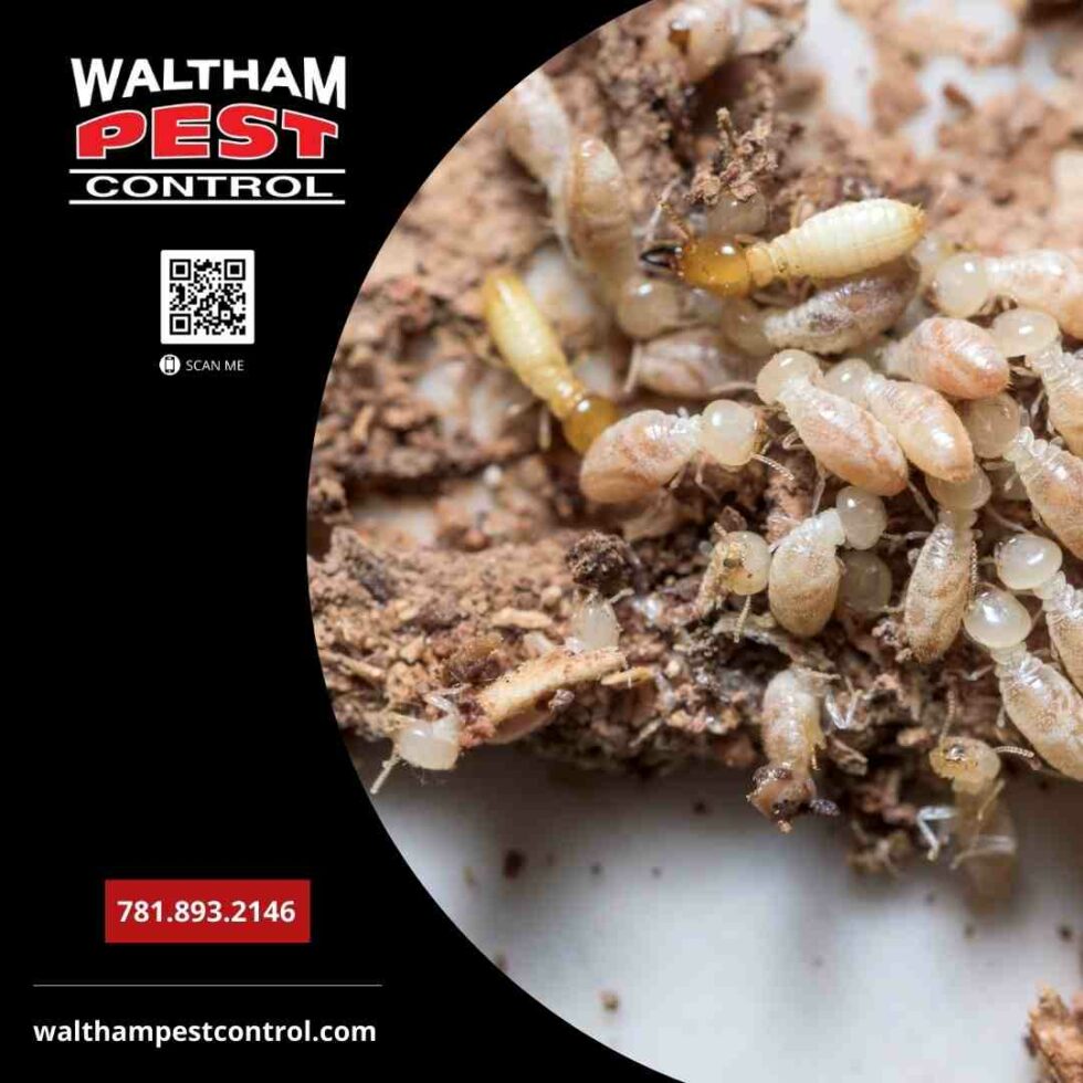 Best Termite Companies Near Me: Top 5 Trusted Experts 2024