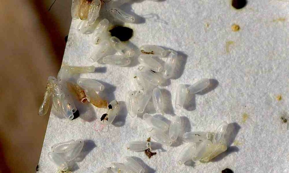 Which Bed Bug Exterminators Have Free Inspections Near Me: Top 3 Experts