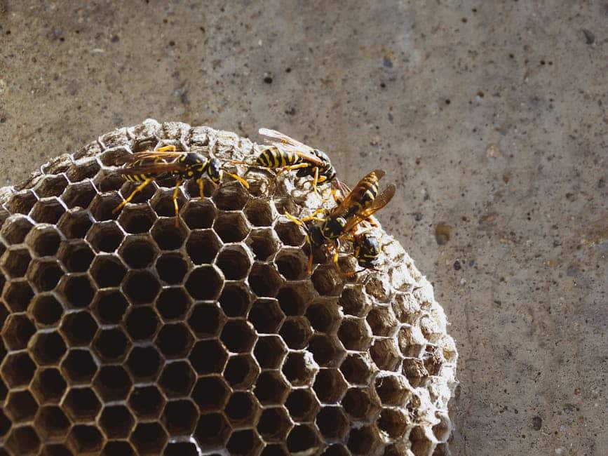 Are Paper Wasps Aggressive? 7 Shocking Facts for 2025