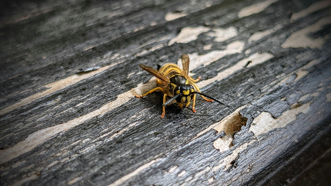 How to Deter Carpenter Bees: 10 Proven Ways to Prevent Damage